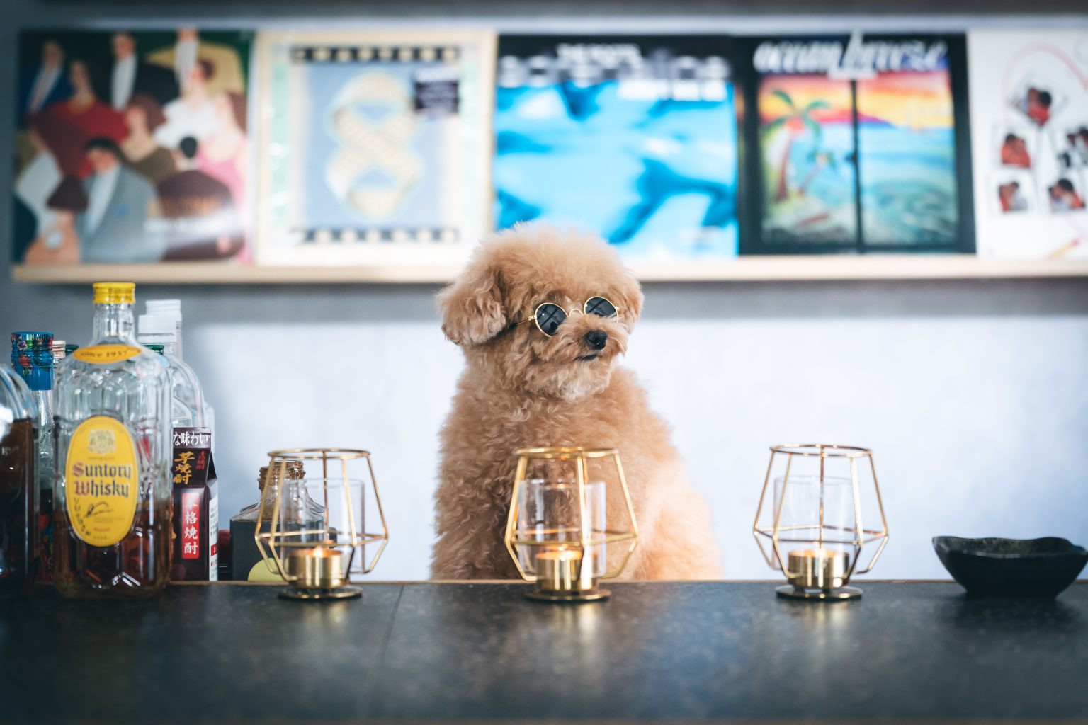 【最新版】町田でペット可の美味しいレストラン4選！ | MACHILL